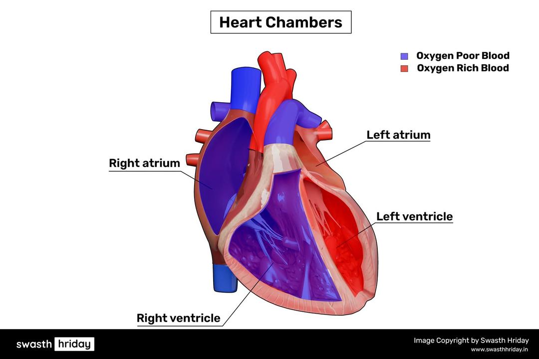 Heart Chambers and Blood Circulation | How They Work Together